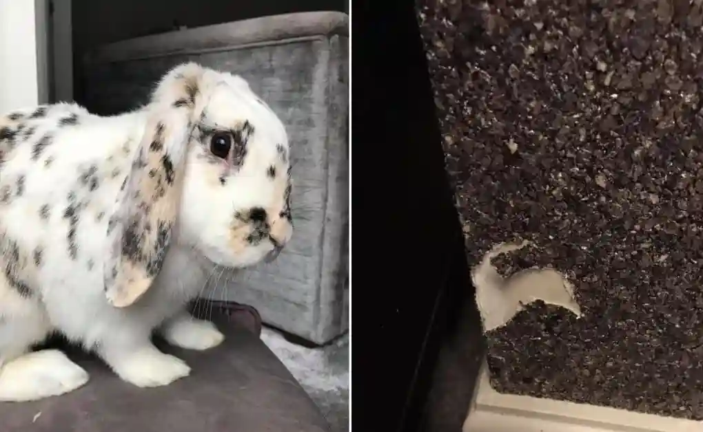 How To Stop Your Bunny Chewing Walls & Wallpaper - Bunnyproof
