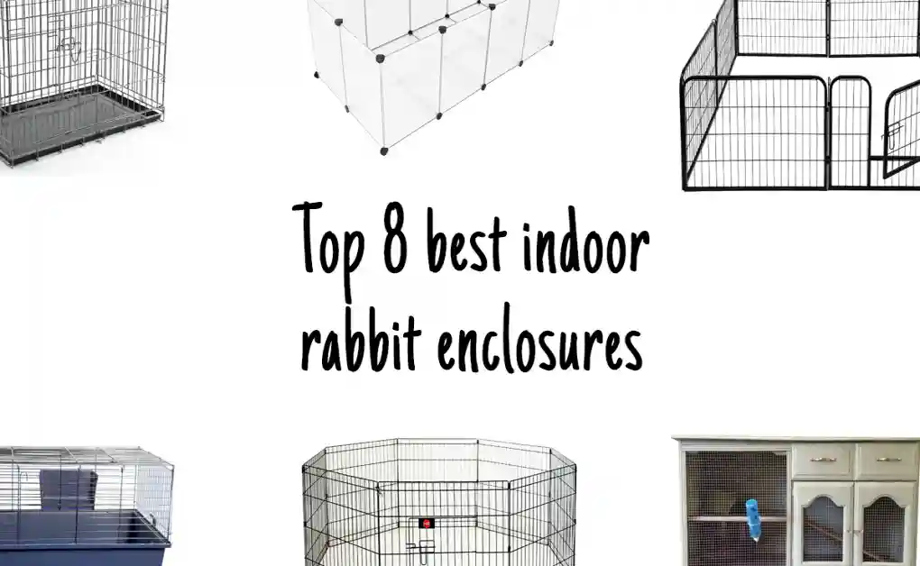 Best Rabbit Enclosures and Play Pens of 2025 - Bunnyproof