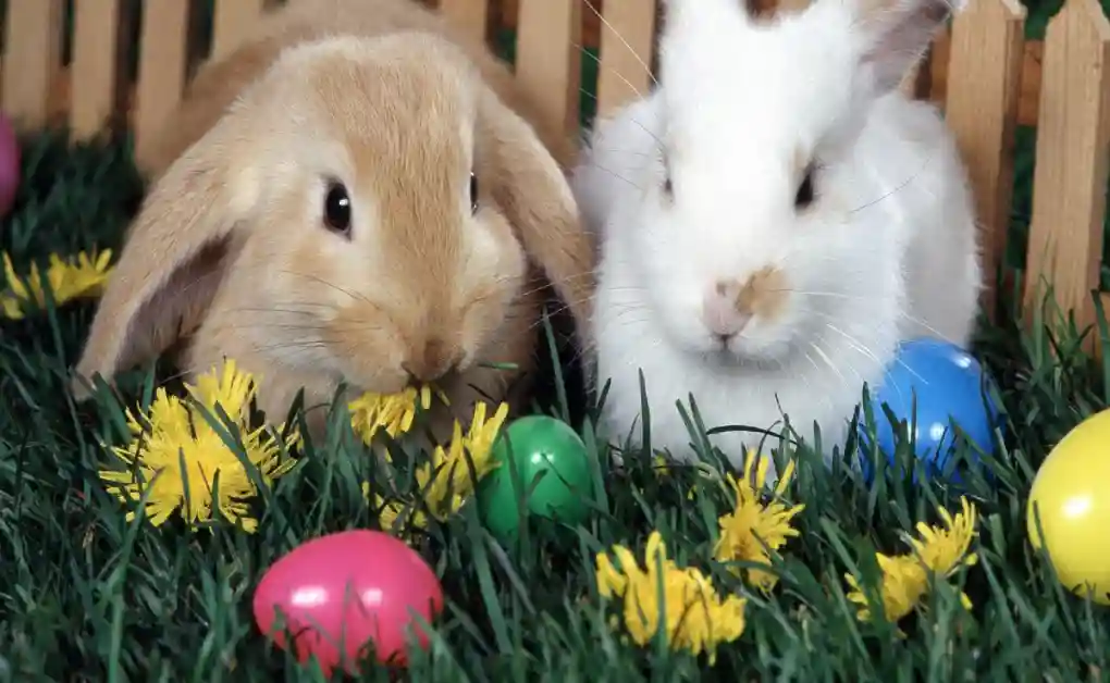 How to Have a Hoppy Easter with Your Bunny - Bunnyproof