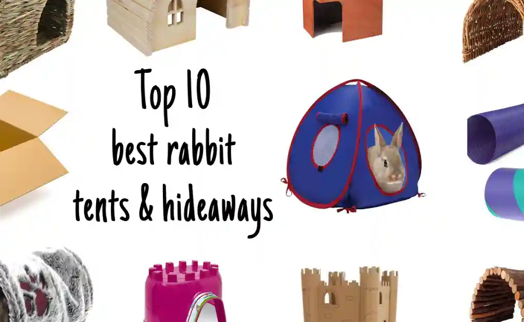 Best Rabbit Hideout Toys of 2025 - Bunnyproof